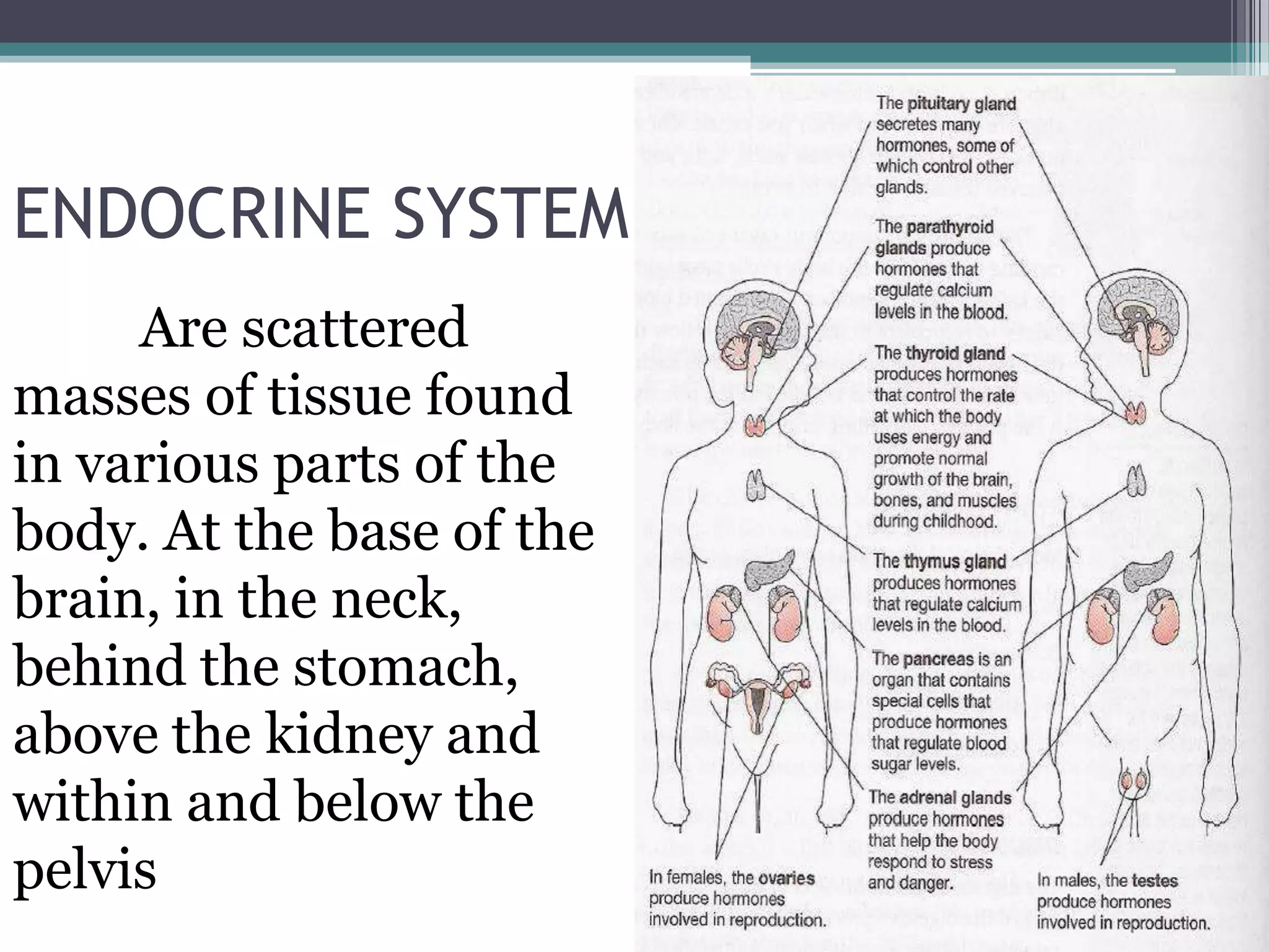 The endocrine system and the Senses | PPTX