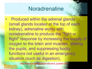 The endocrine system3 | PPT