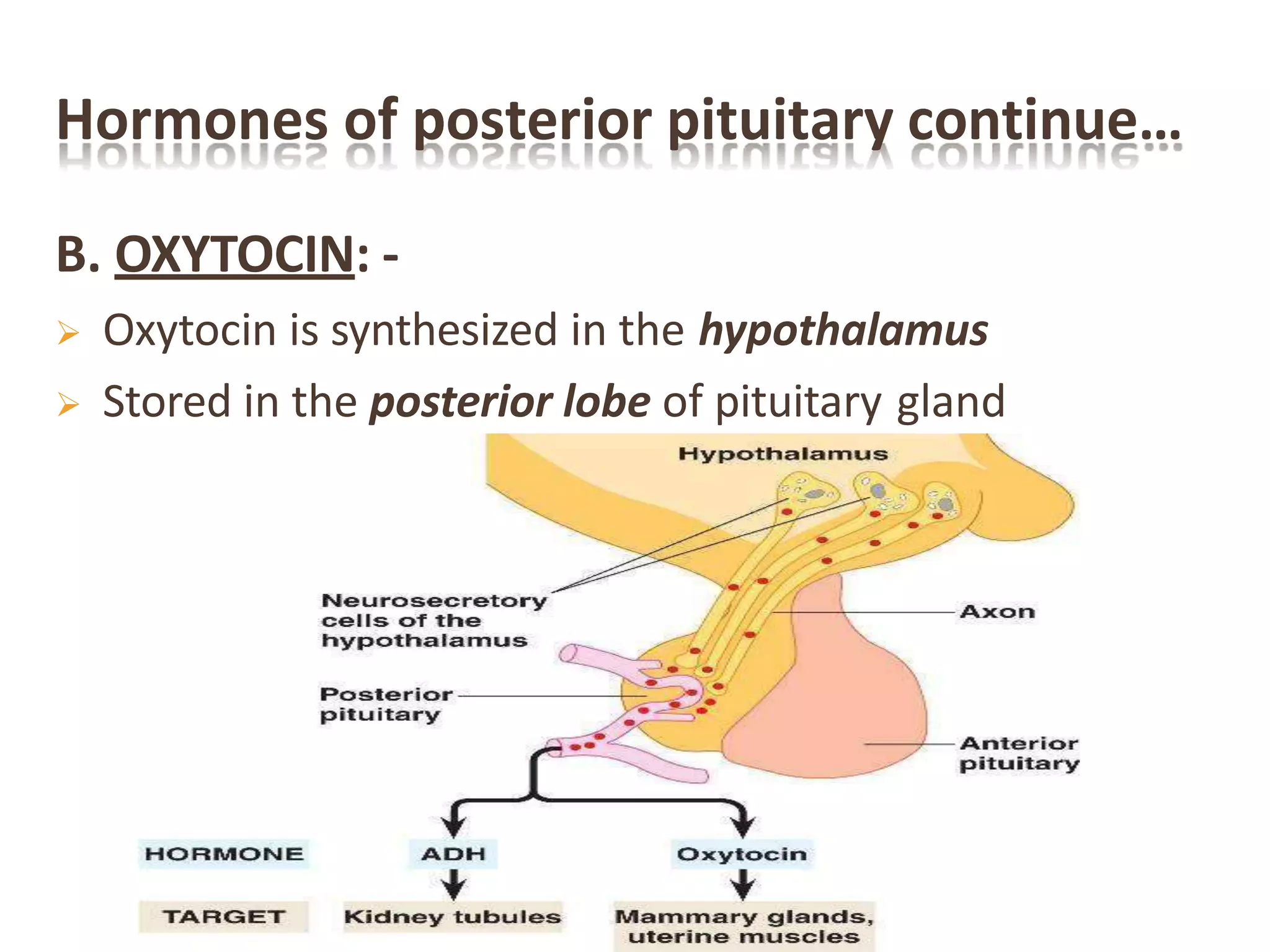 The endocrine system, 30 12-19 | PPT