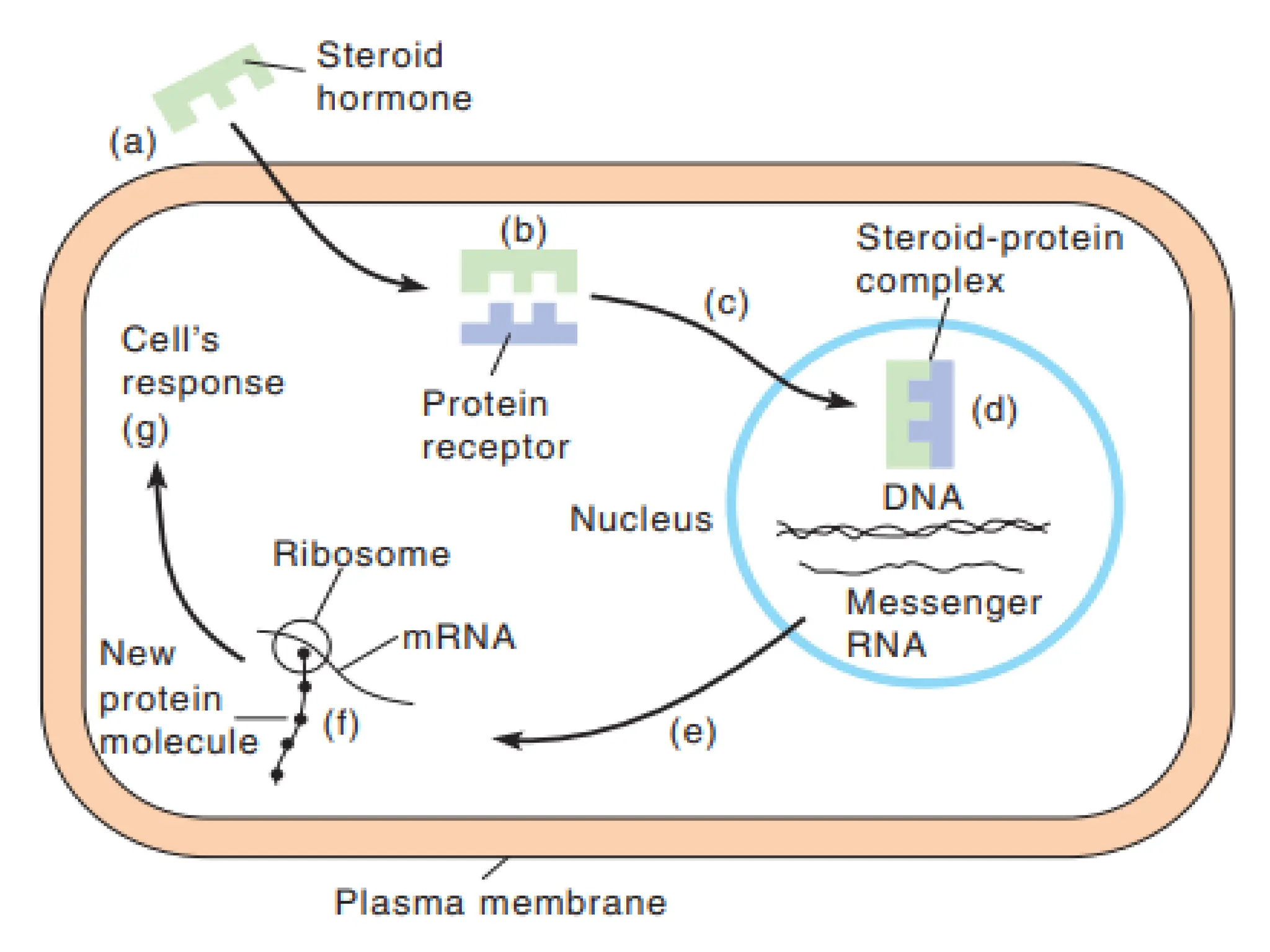 The Endocrine System and Chemical Messenger.pdf