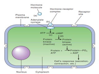 The Endocrine System and Chemical Messenger.pdf