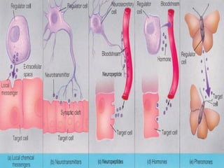 The Endocrine System and Chemical Messenger.pdf