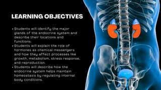 The Endocrine System Education Presentation Blue Animated Style.pdf