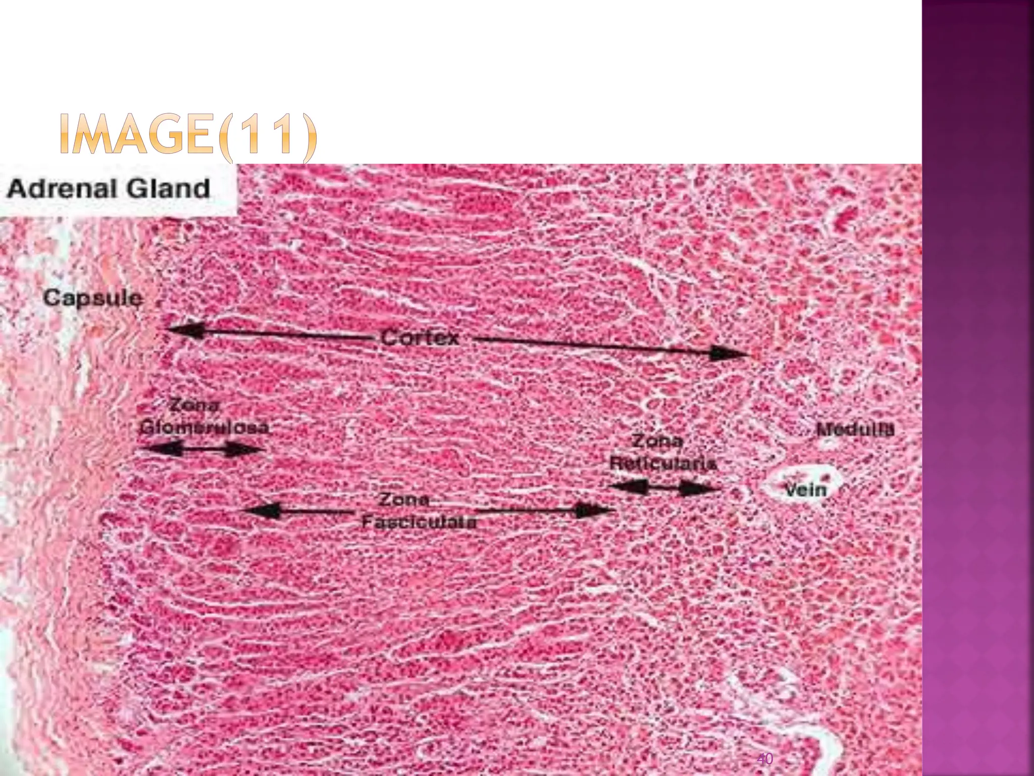 ENDOCRINE SYSTEM HISTOLOGY FOR MEDICAL STUDENT IN DETAIL PDF | PDF