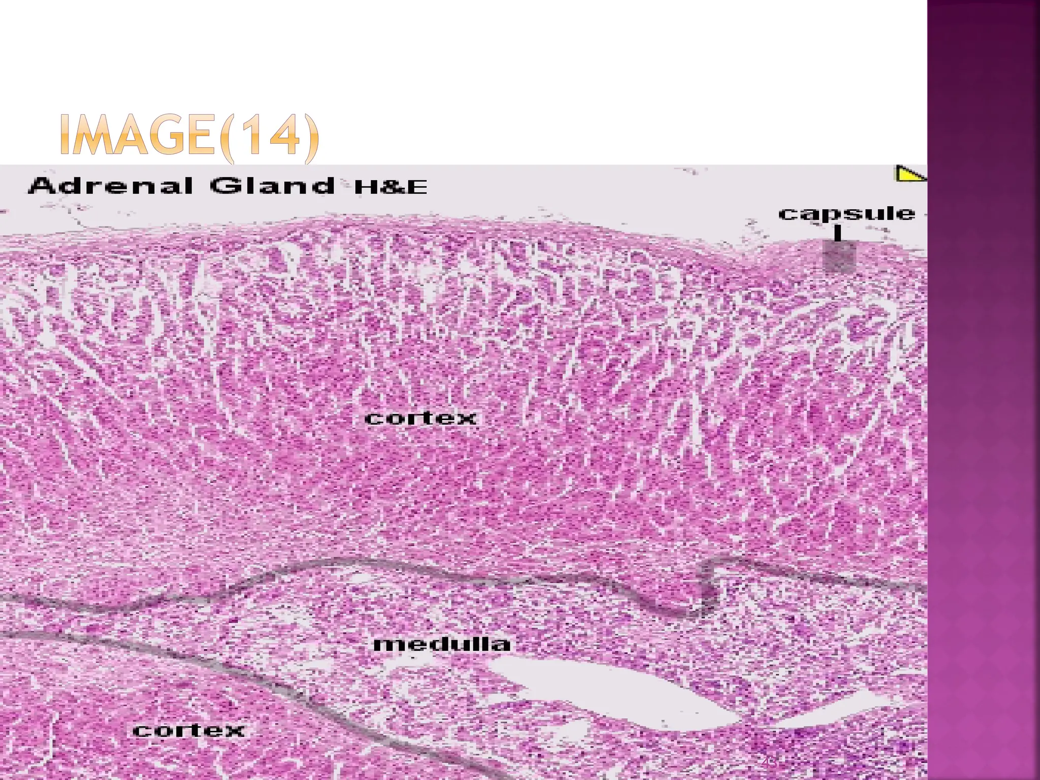 ENDOCRINE SYSTEM HISTOLOGY FOR MEDICAL STUDENT IN DETAIL PDF | PDF