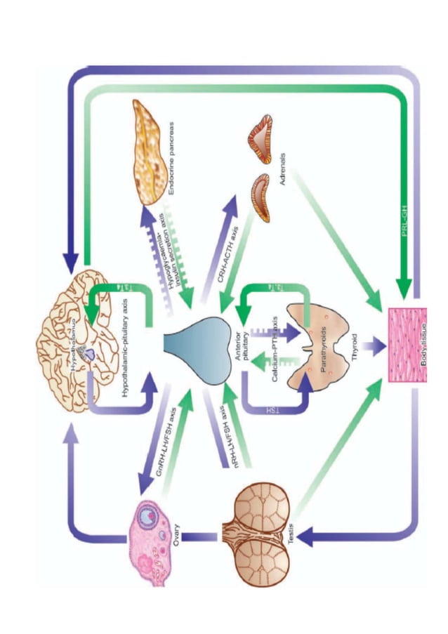 The Endocrine System pathology and anatomy | PPT