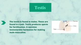 The endocrine system in our body | PPT