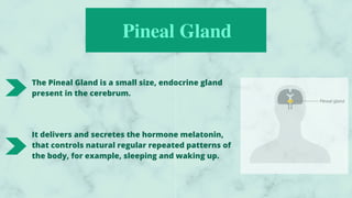 The endocrine system in our body | PPT