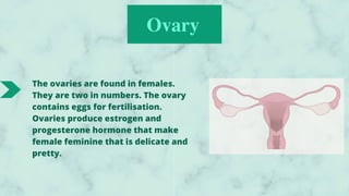 The endocrine system in our body | PPT