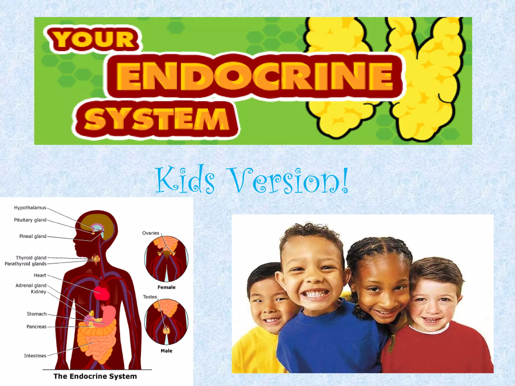 The endocrine system kids version | PPT