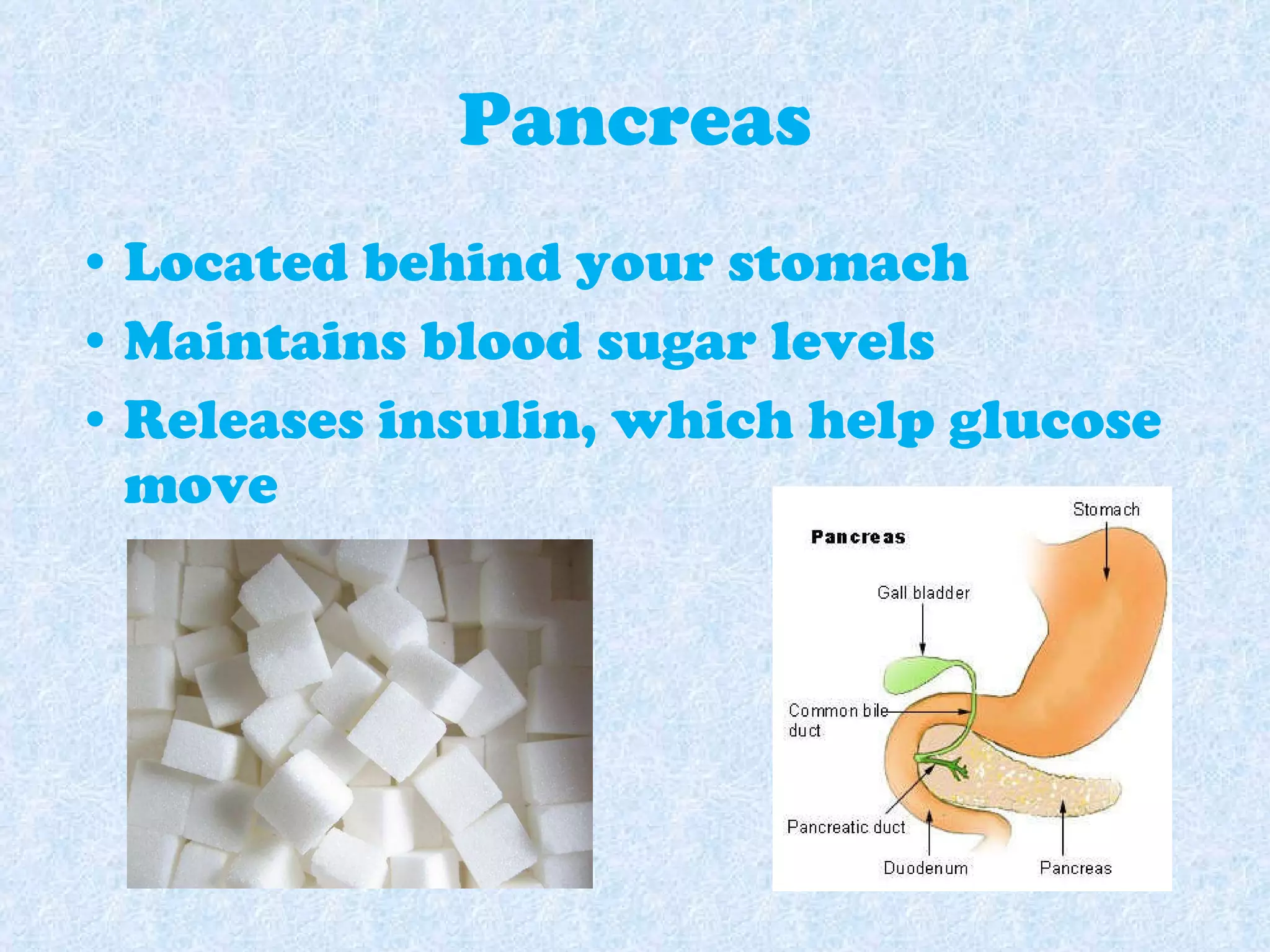 The endocrine system kids version | PPT