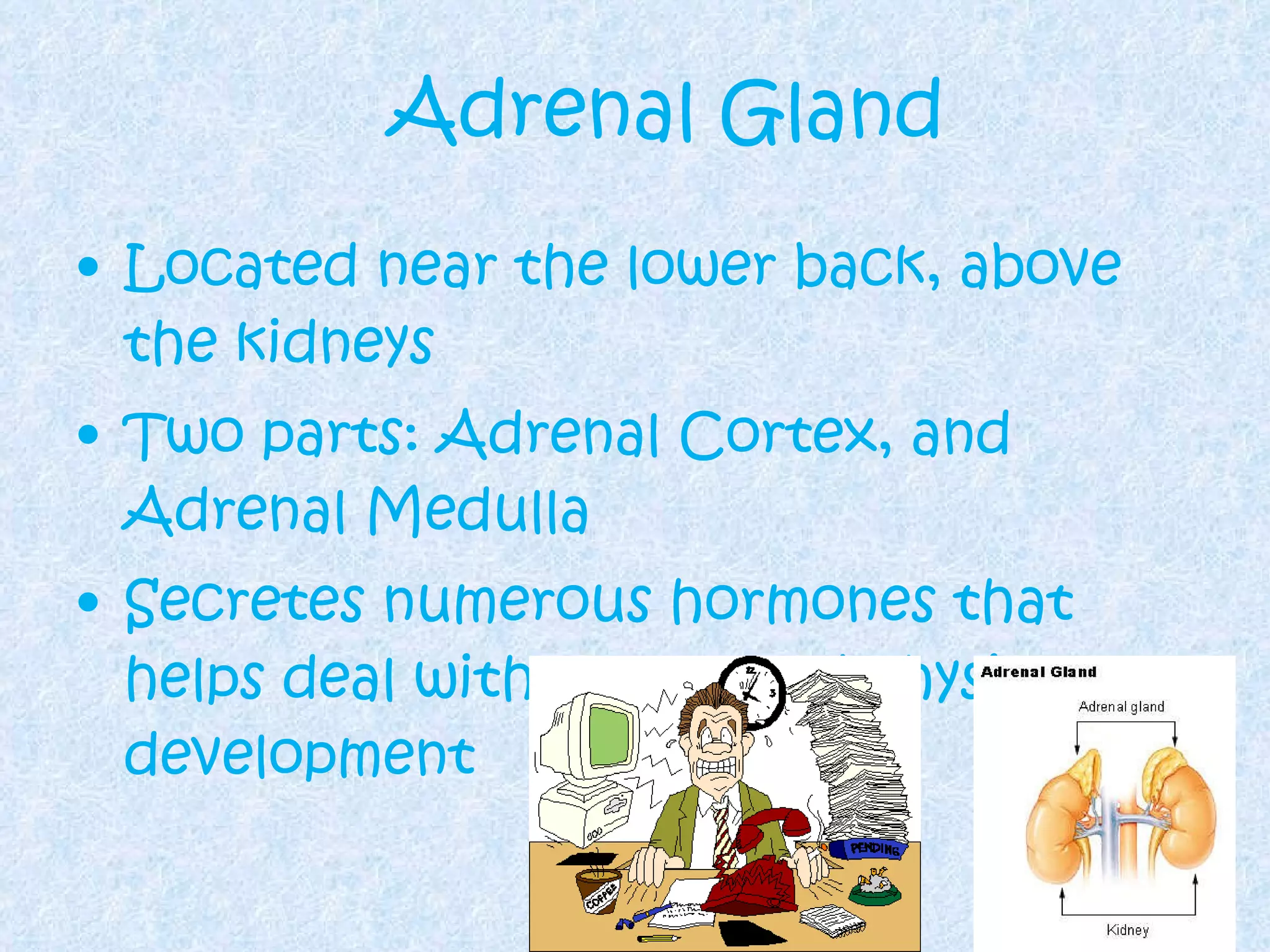 The endocrine system kids version | PPT