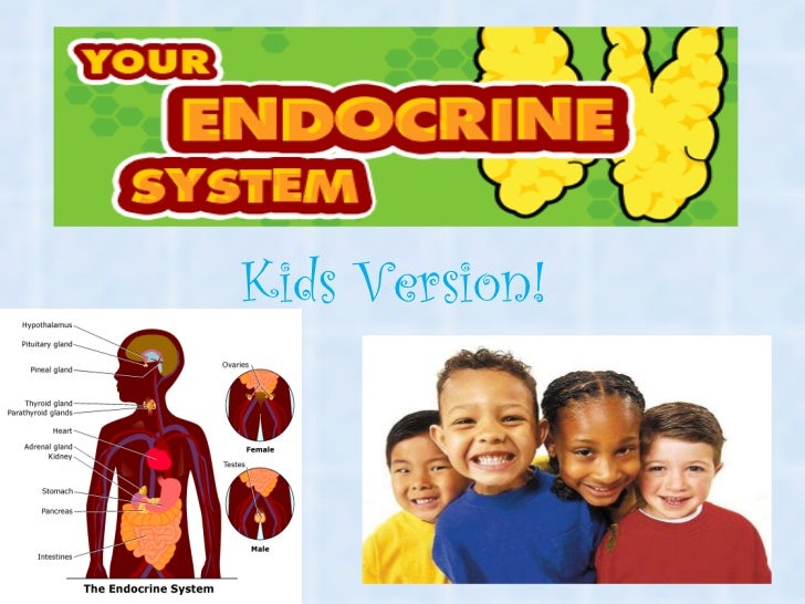 Endocrine System For Kids Powerpoint