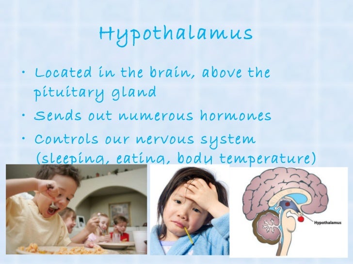 Hypothalamus Function For Kids