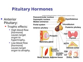 The Endocrine System Lecture Number One. | PPT