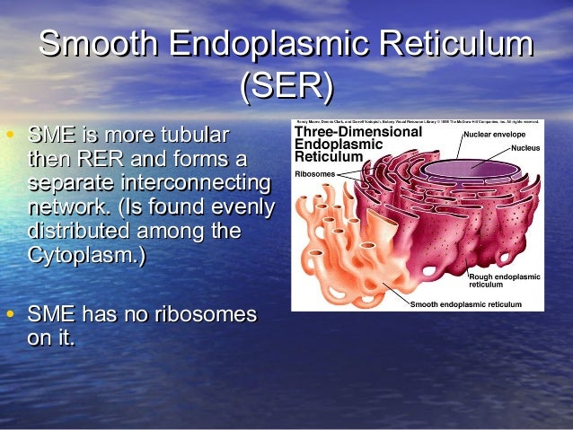 The endoplasmic reticulum