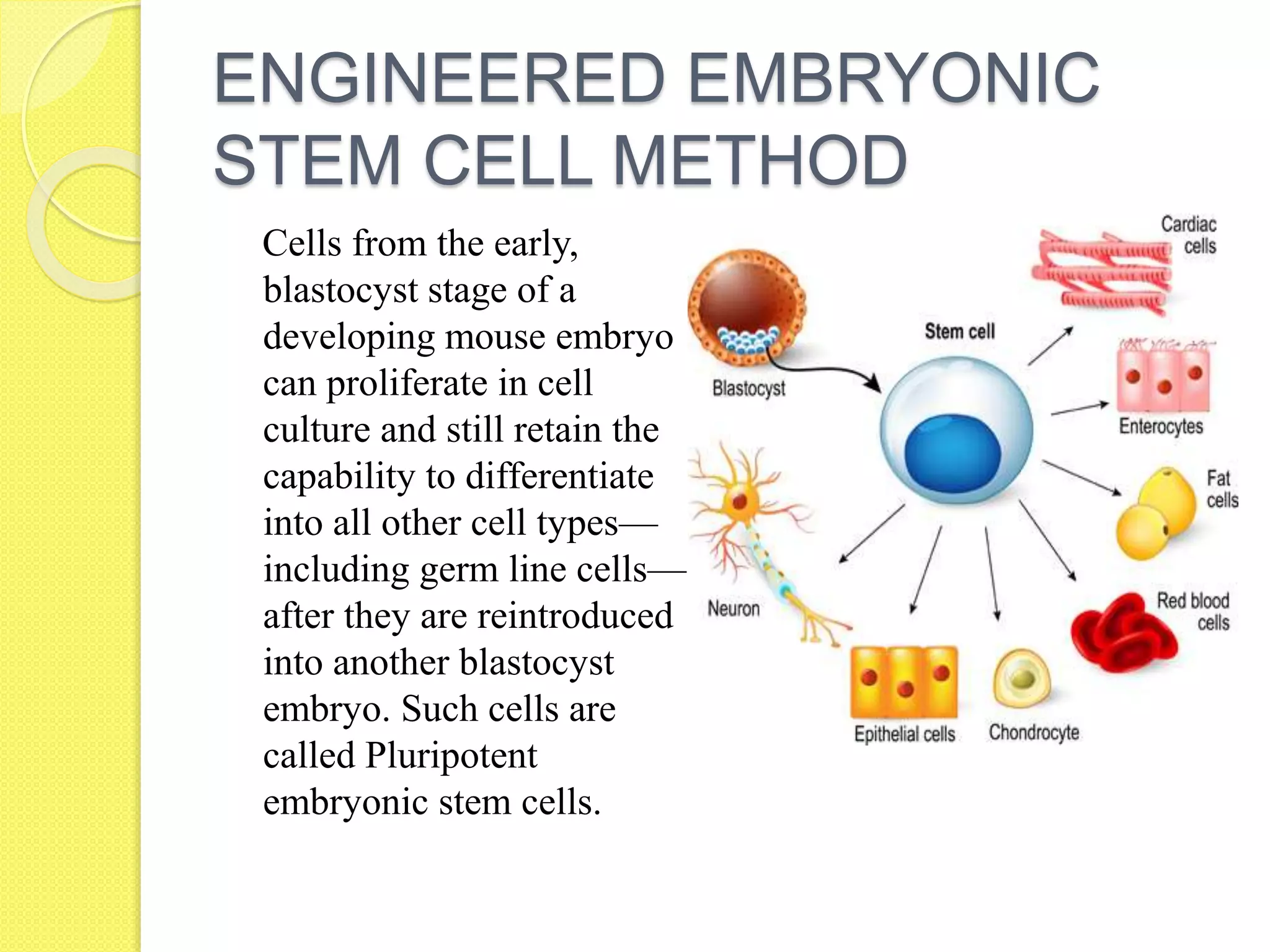 THE ENGINEERED EMBRYONIC STEM CELL METHOD (STEPS (2).pptx
