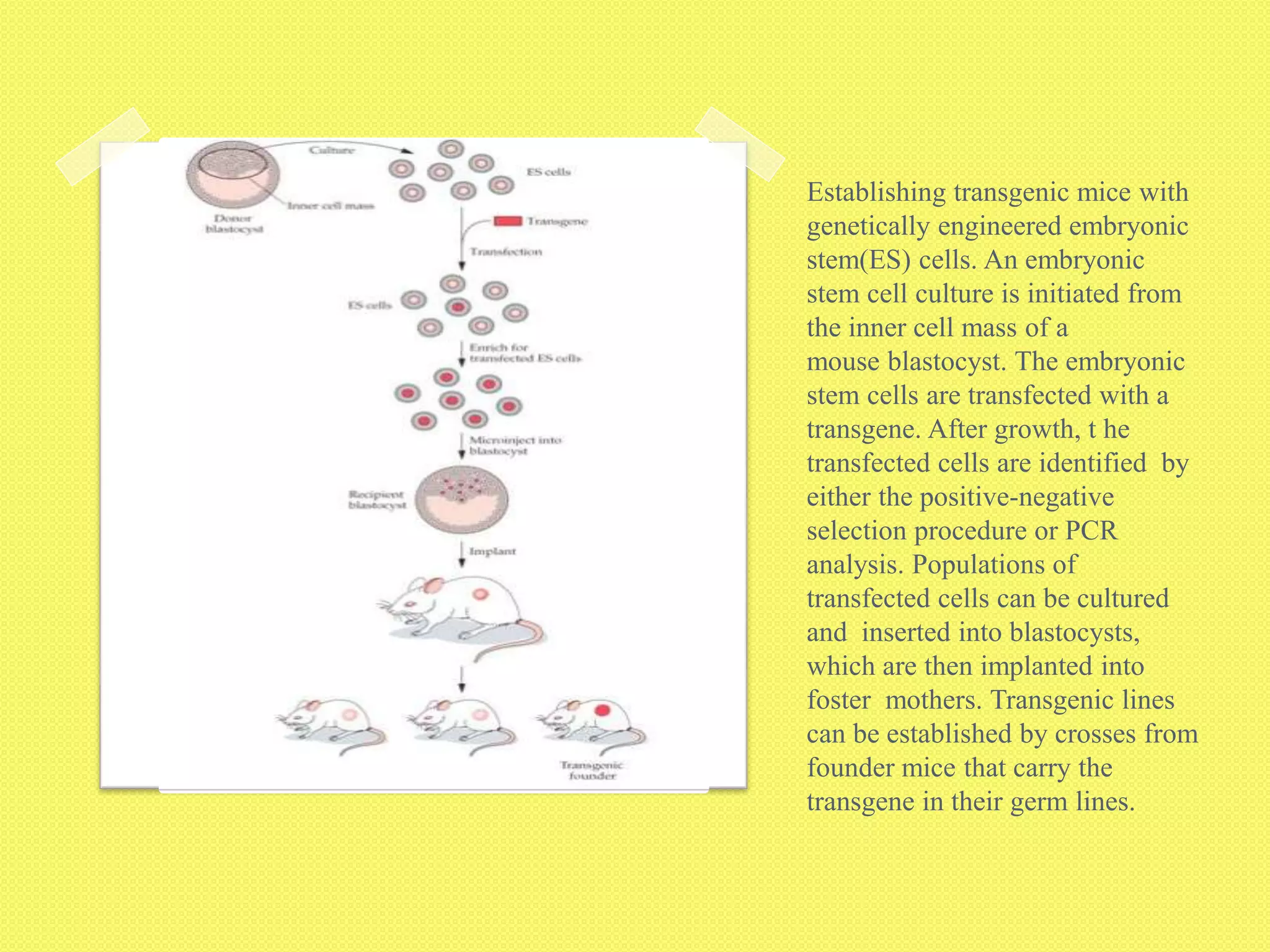 THE ENGINEERED EMBRYONIC STEM CELL METHOD (STEPS (2).pptx