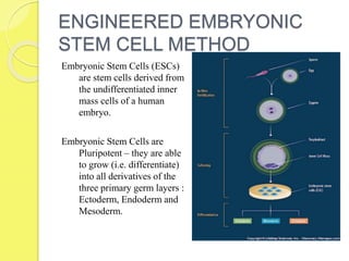 THE ENGINEERED EMBRYONIC STEM CELL METHOD (STEPS (2).pptx