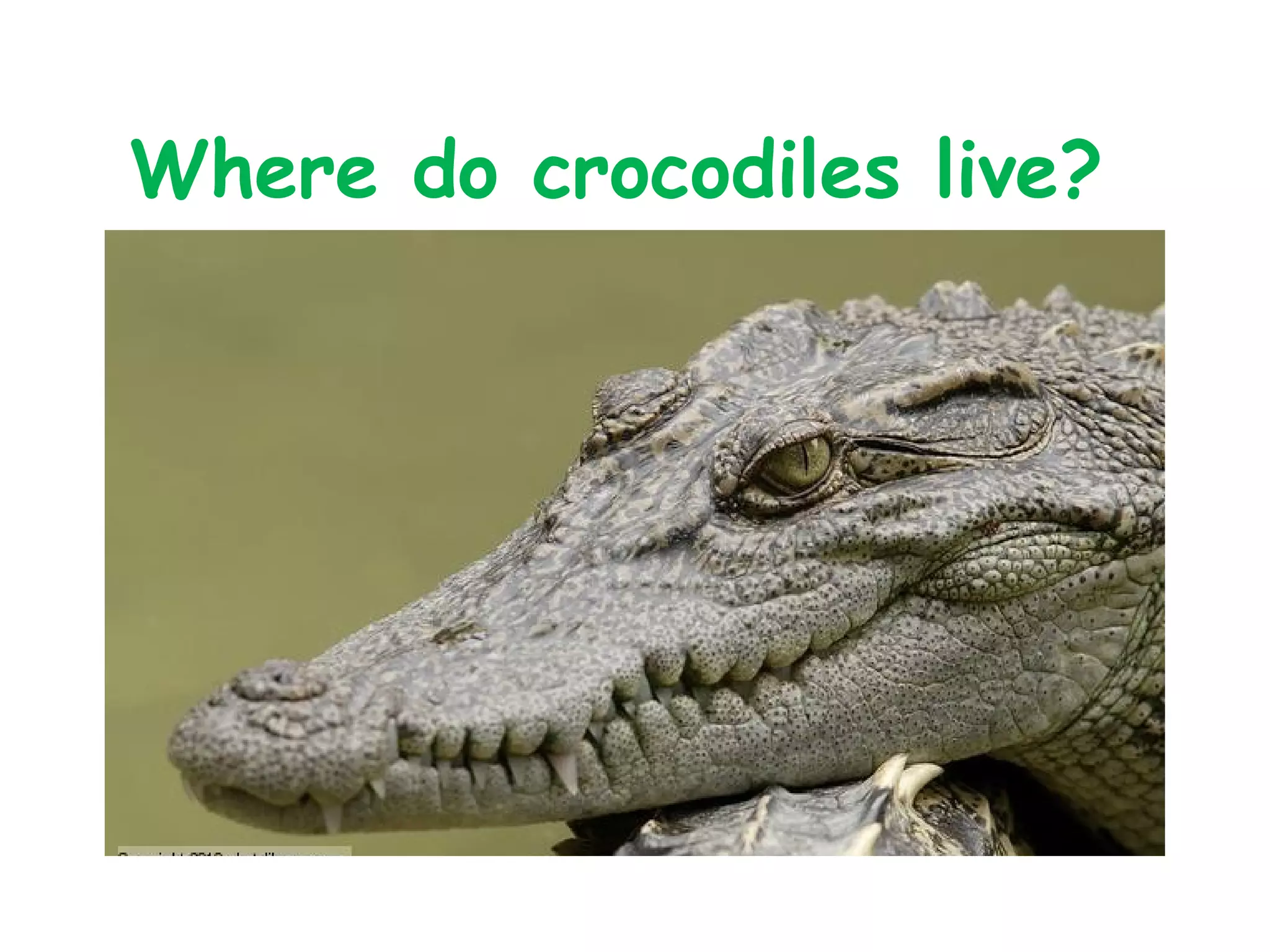 The enormous crocodile | PPT