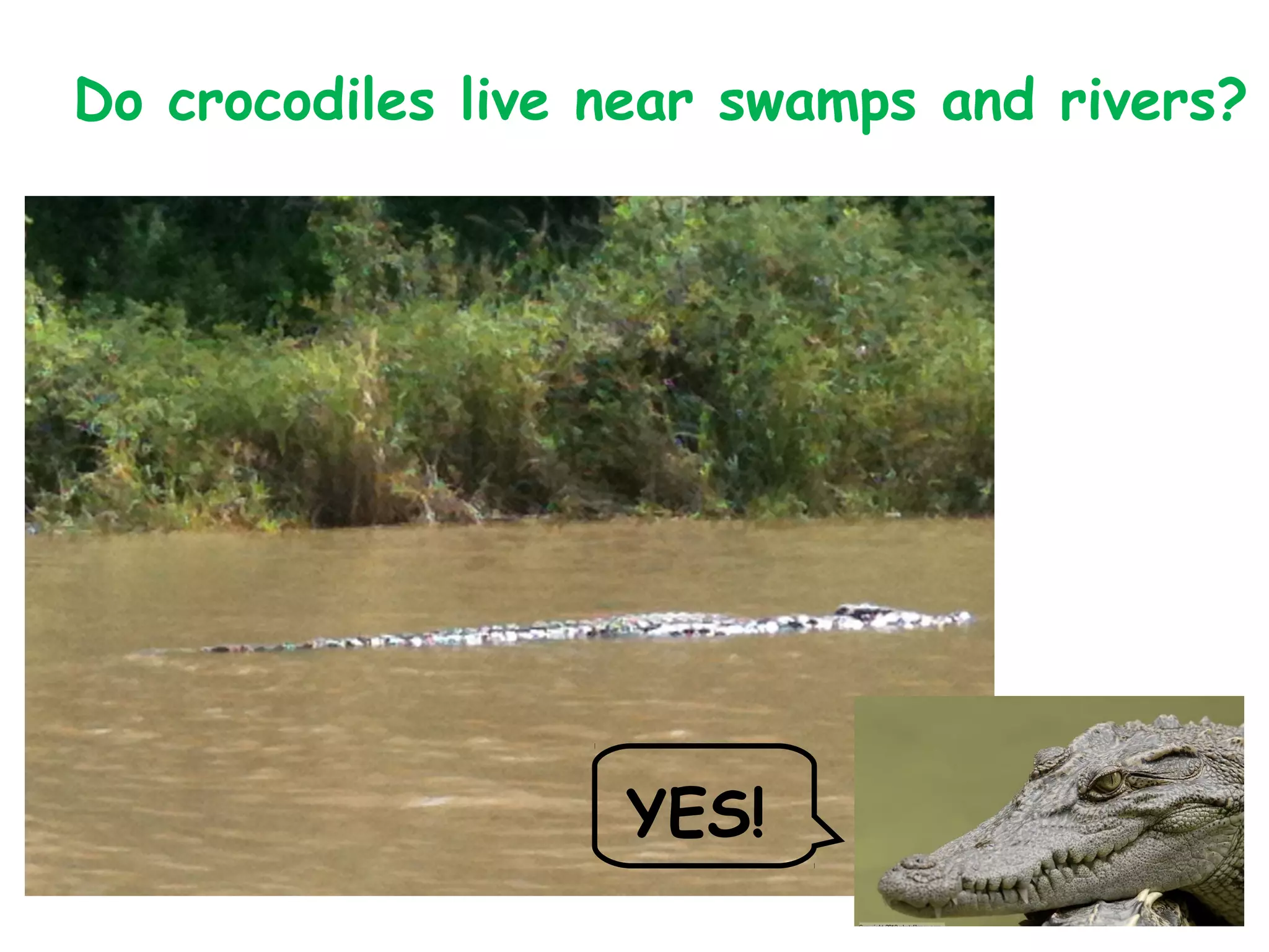The enormous crocodile | PPT