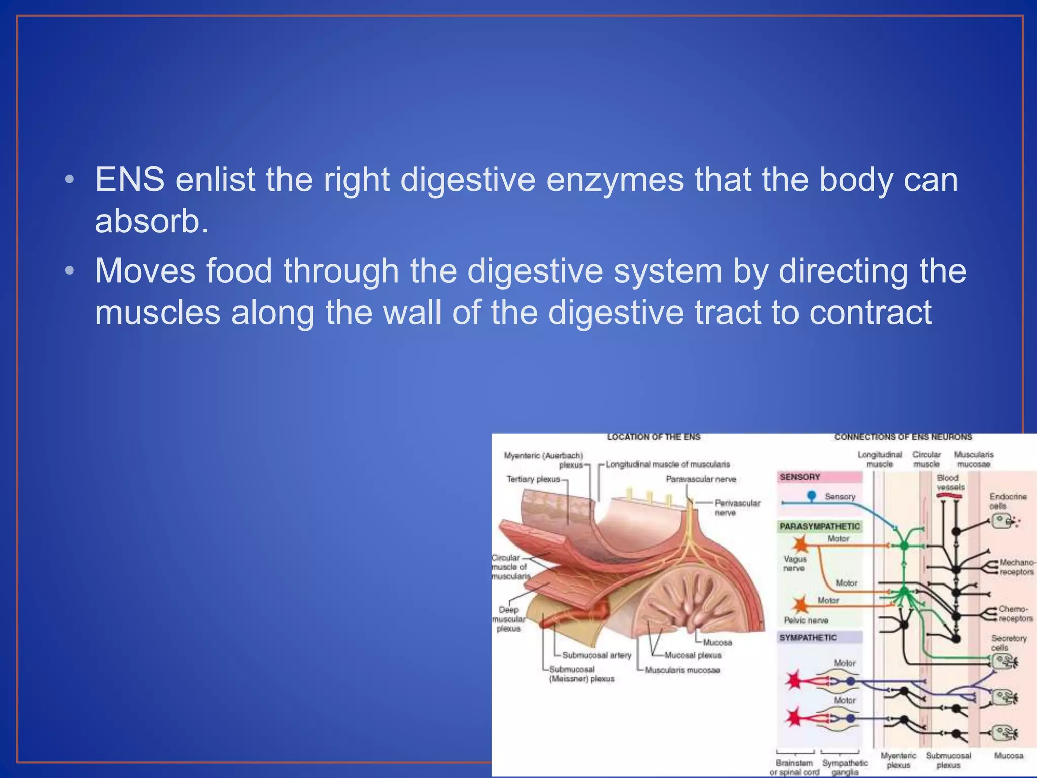 The enteric nervous system—your body’s | PPT