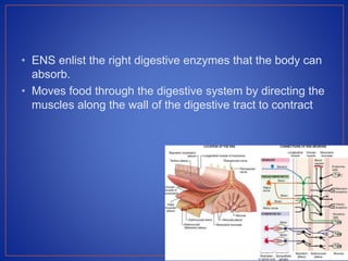 The enteric nervous system—your body’s | PPT