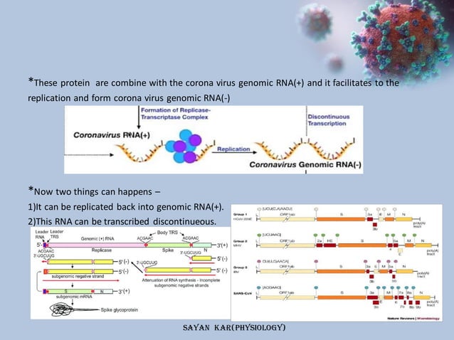 The entry mechanism of corona virus into the host cell. | PPT