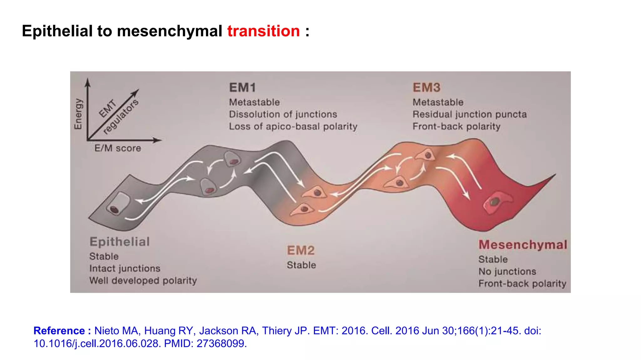 The epithelial to-mesenchymal transition (EMT) in cancer-metastasis | PPTX