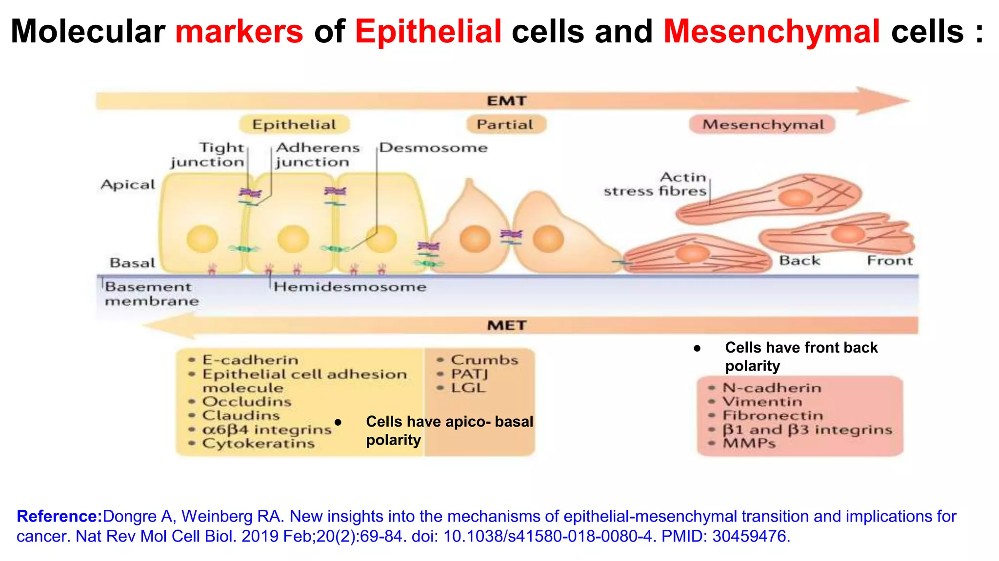 The epithelial to-mesenchymal transition (EMT) in cancer-metastasis | PPTX