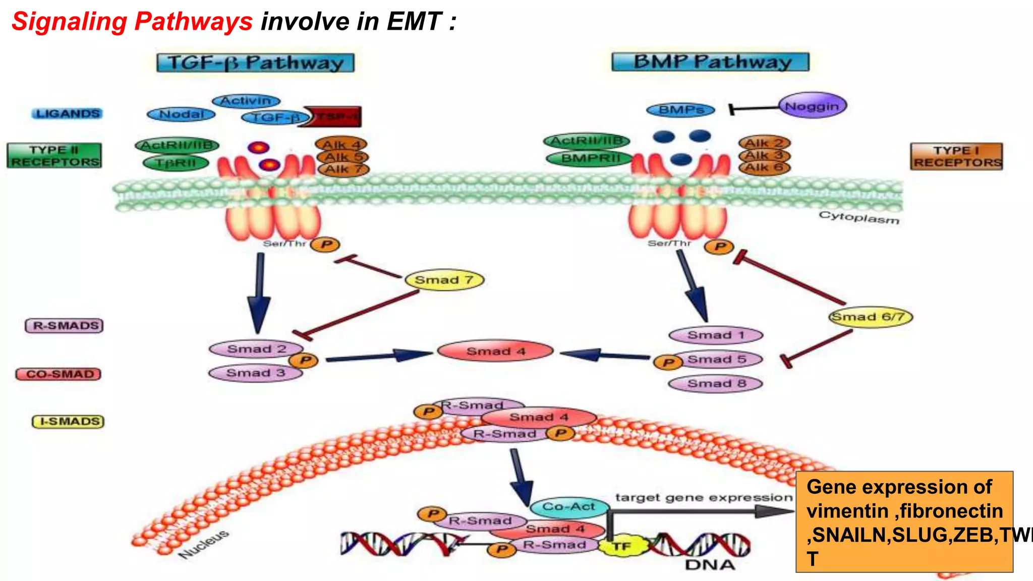 The epithelial to-mesenchymal transition (EMT) in cancer-metastasis | PPTX