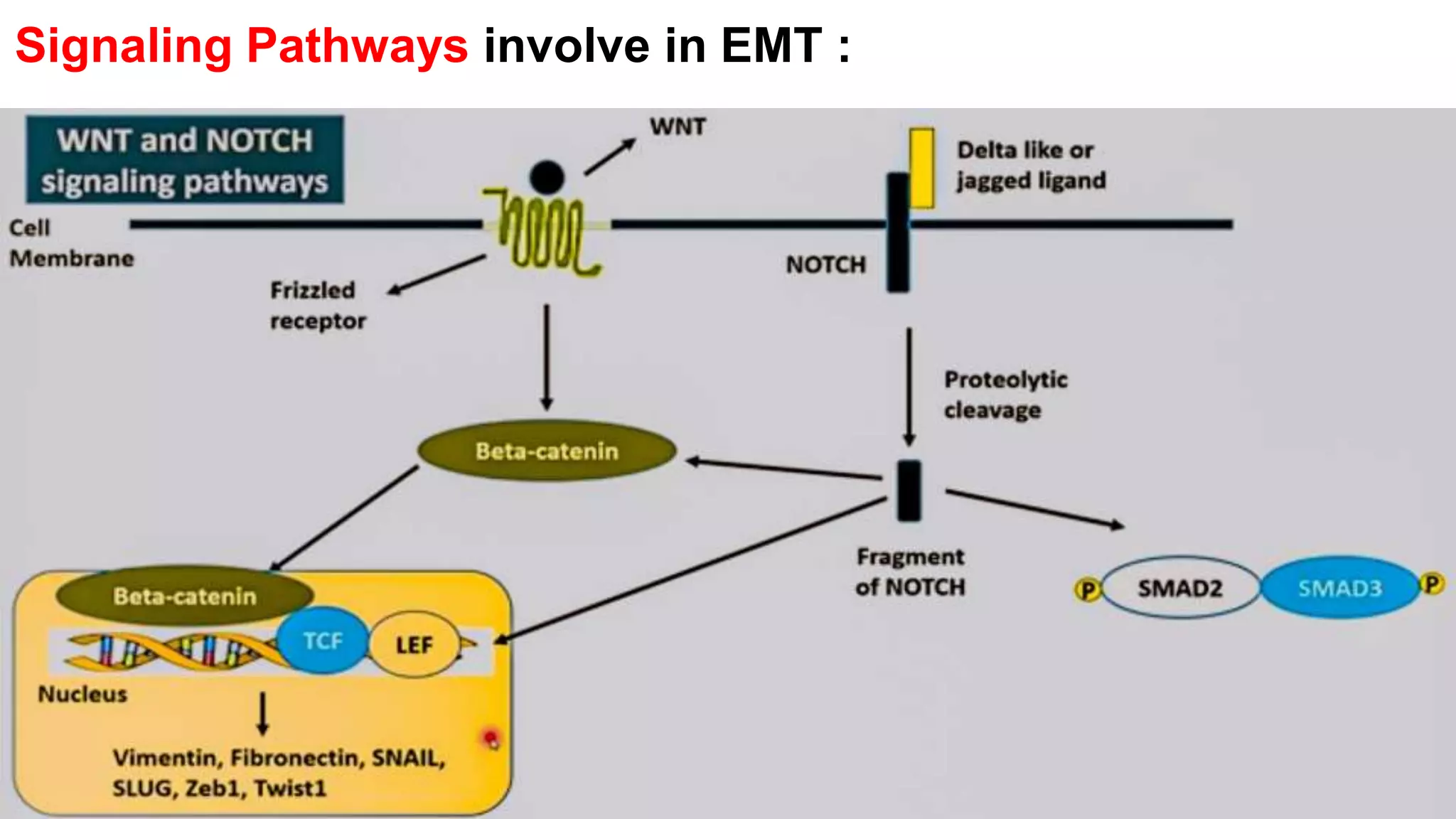 The epithelial to-mesenchymal transition (EMT) in cancer-metastasis | PPTX