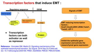 The epithelial to-mesenchymal transition (EMT) in cancer-metastasis | PPTX