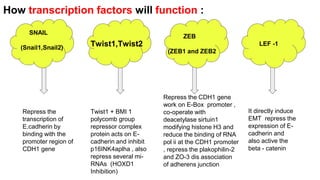 The epithelial to-mesenchymal transition (EMT) in cancer-metastasis | PPTX