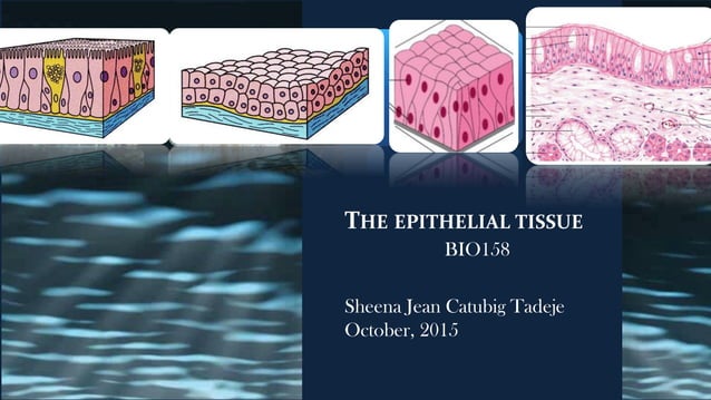 The Epithelial Tissue | PPT