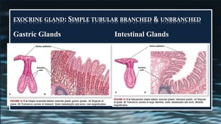 The Epithelial Tissue | PDF