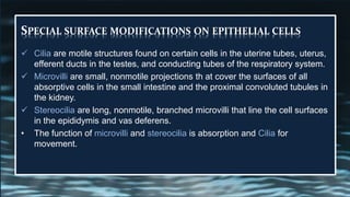 The Epithelial Tissue | PDF