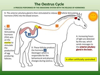 The ESB principles of breeding (intro) | PPTX