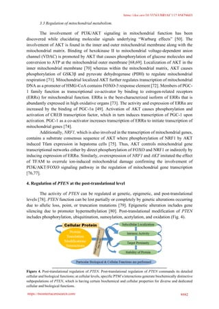 Essence of PTEN: a Broad-Spectrum Therapeutic Target in Cancer | PDF