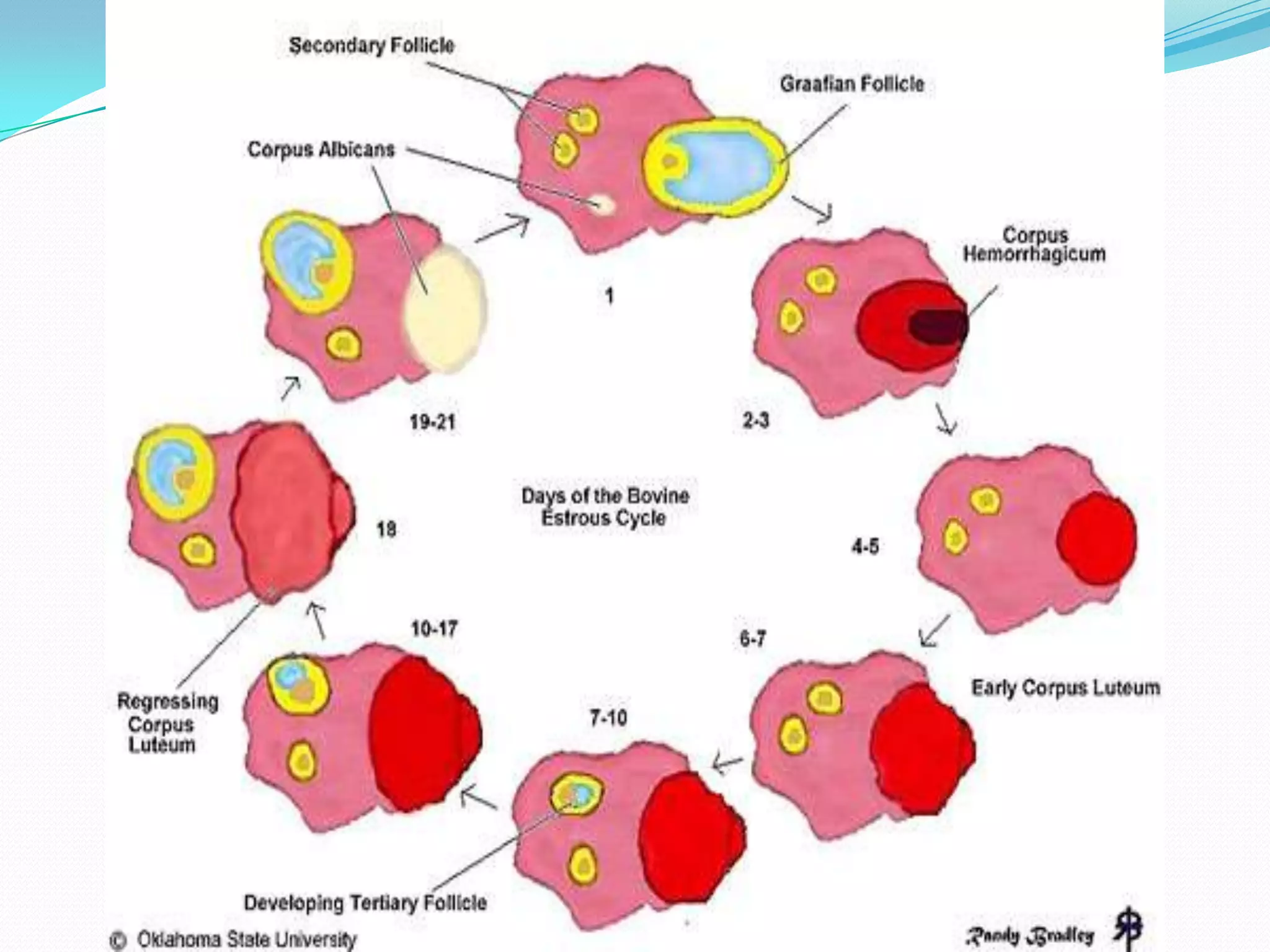 The estrous cycle | PPTX