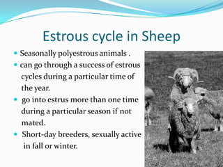 The estrous cycle | PPTX