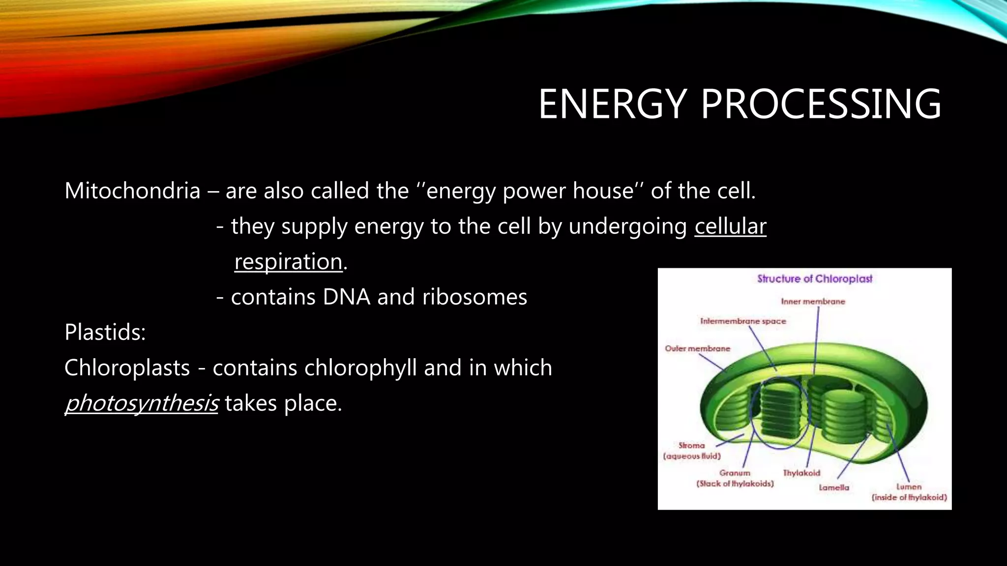The Eukaryotic cell | PPTX