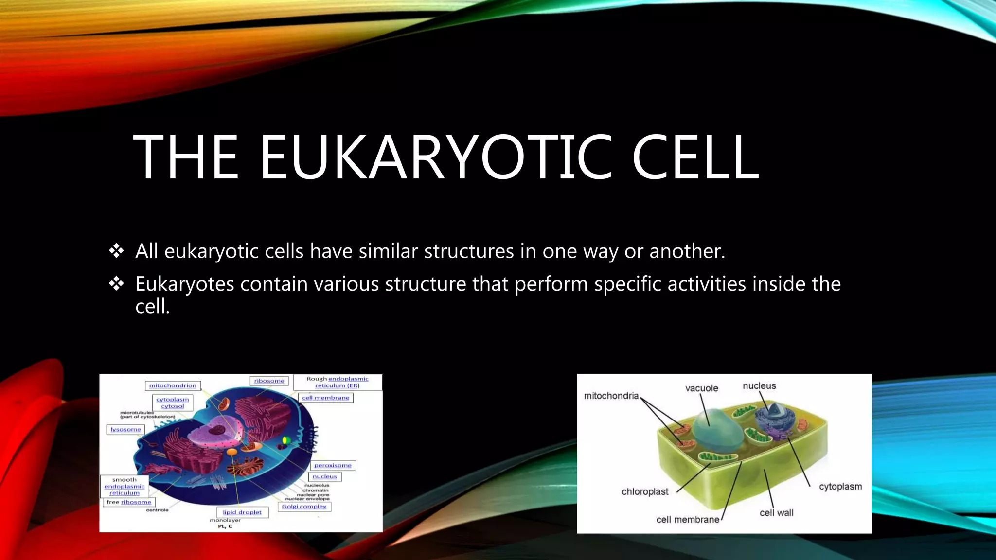 The Eukaryotic cell | PPTX