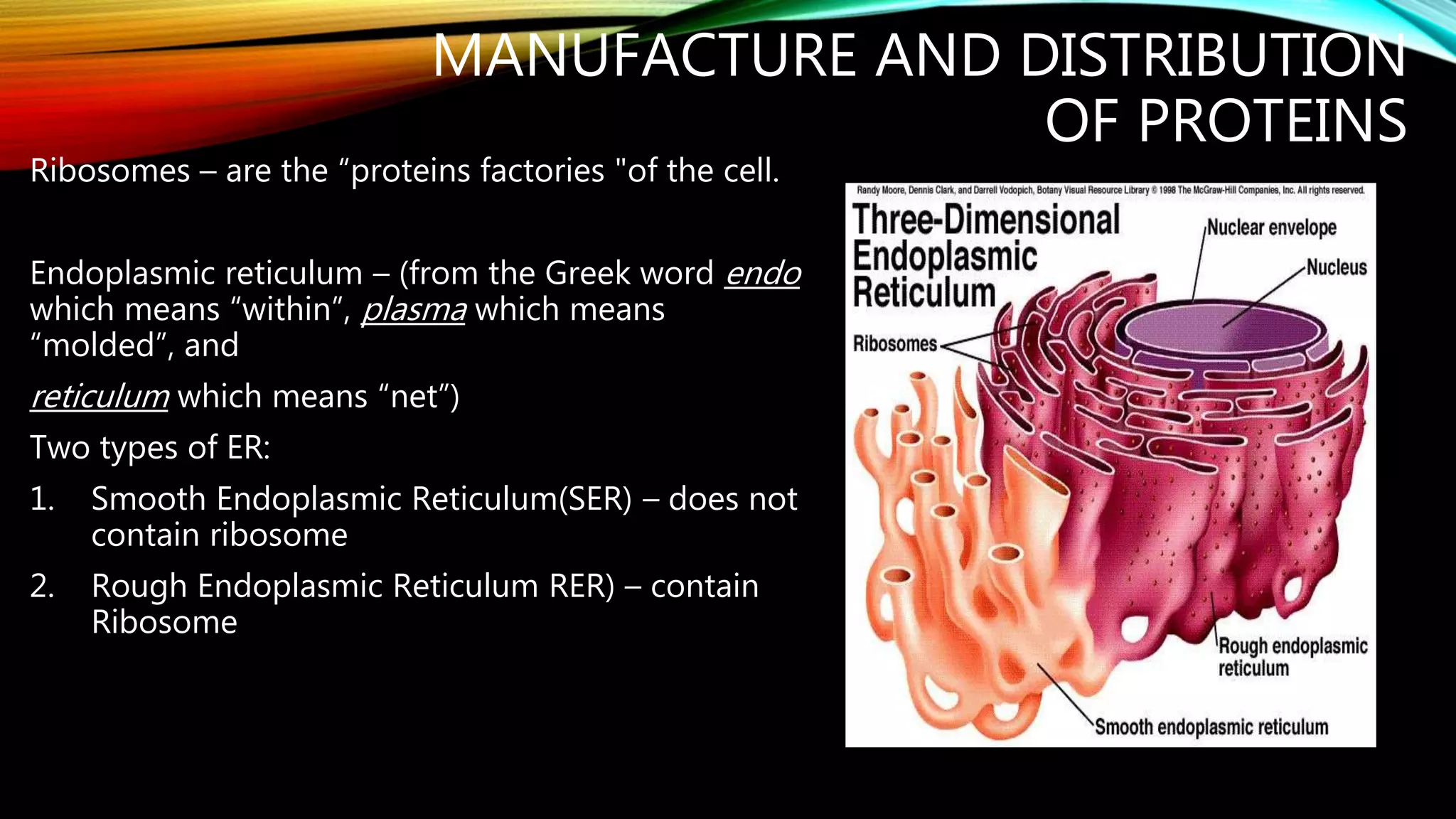 The Eukaryotic cell | PPTX