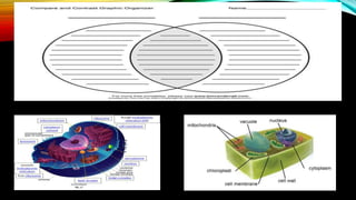 The Eukaryotic cell | PPTX