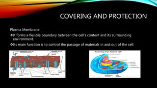 The Eukaryotic cell | PPTX