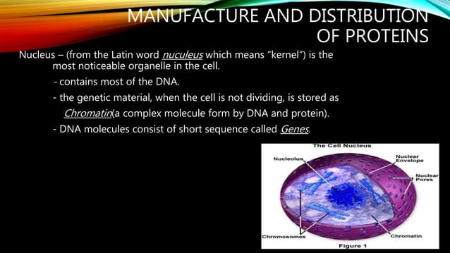 The Eukaryotic cell | PPTX