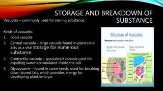 The Eukaryotic cell | PPTX