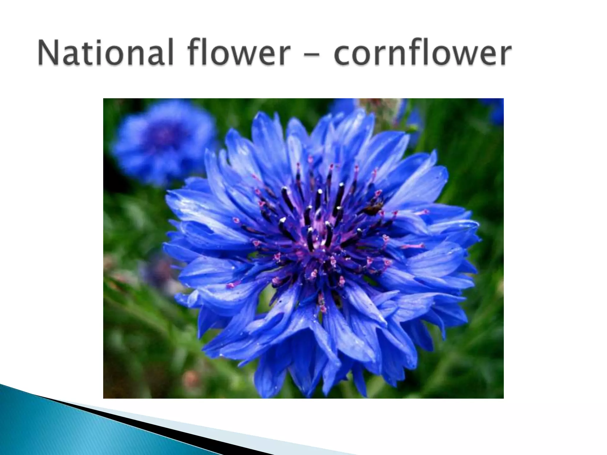 The european countries' emblems - ESTONIA | PPTX