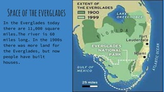 Save the Everglades | PPT